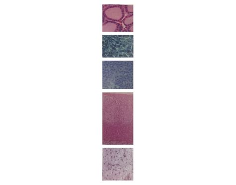 Microscope Endocrine Organs Quiz