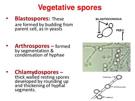 Morphology Of Fungi