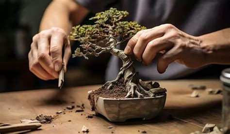 How To Fix A Dying Bonsai Tree