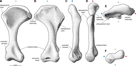 Supinator Crest Of Ulna