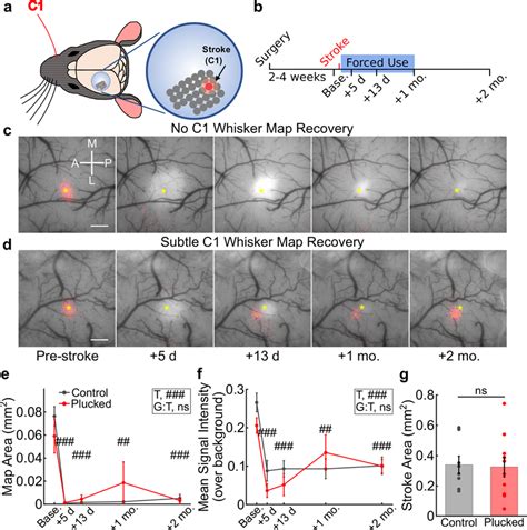 Forced Use Therapy Does Not Trigger Macroscopic Remapping After