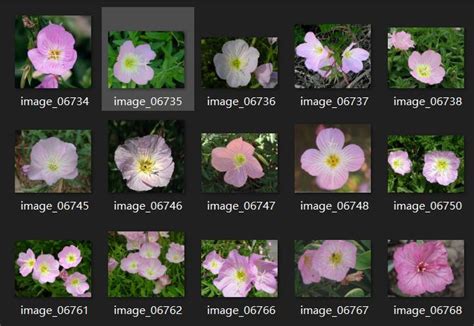 pytorch detailed common image data set loading and preprocessing three