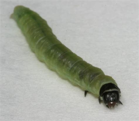 Obliquebanded Leafroller From Pear Tree The Backyard Arthropod Project