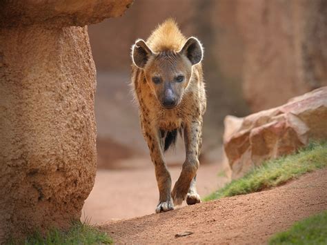 Spotted Hyena