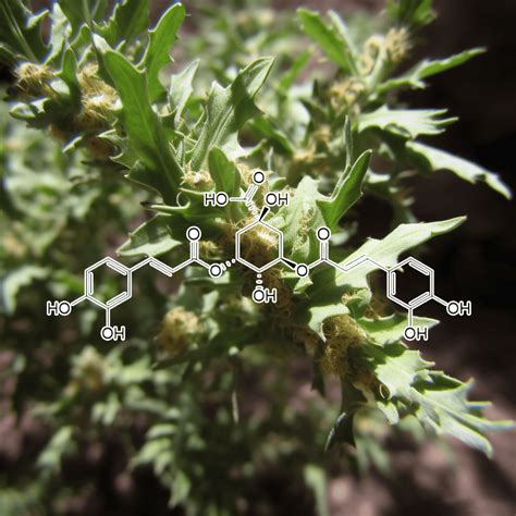 35 Dicaffeoyl Epi Quinic Acid Interstellar Plan Activate Your