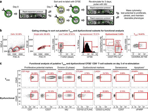 Functional Analysis Of Tscm Like And Dysfunctional Phenotype T Cell Download Scientific Diagram