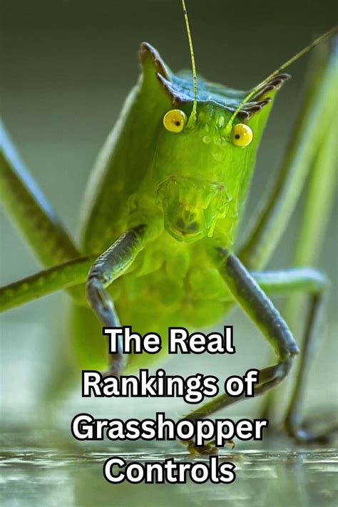 The Real Rankings Of Grasshopper Controls