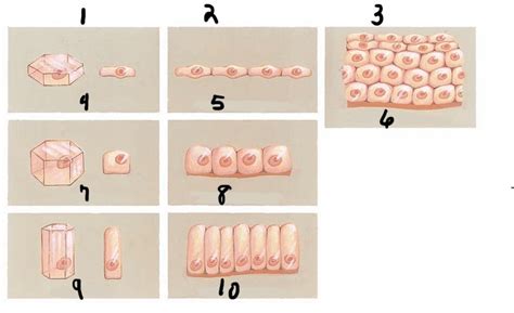 Chapter 4 Figure 4 1 Classification Of Epithelial Tissues Based On The Shape Of The Cells And