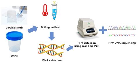 Dna Hpv Test Phương Pháp Hiệu Quả Để Phát Hiện Sớm Ung Thư Cổ Tử Cung