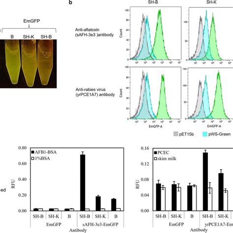 Properties Of Scfv Emgfp Generated From Different E Coli Expression Download Scientific