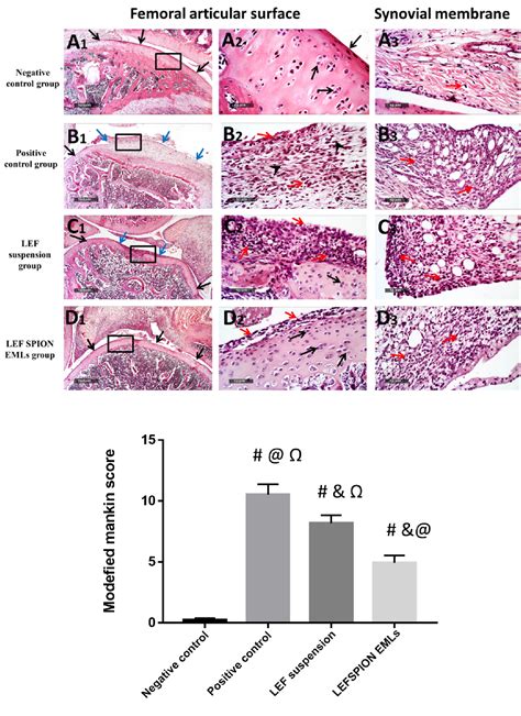 Figure 11 From Development And Evaluation Of Novel Leflunomide Spion Bioemulsomes For The Intra