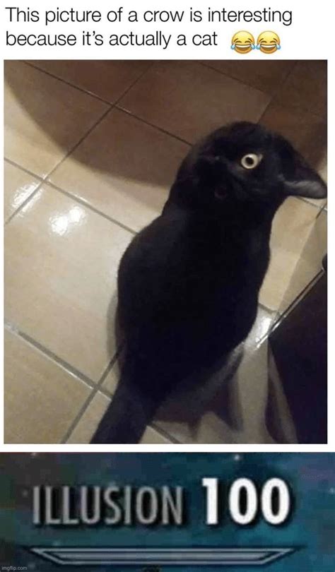 Cat D Meme By Agent P Memedroid