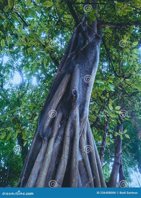An Old Tree With Sticking Out Roots Stock Photo Image Of Tree Sticking 236408006