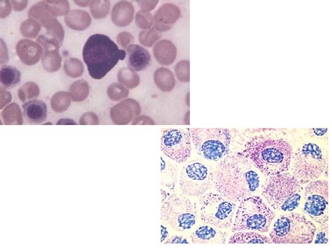 Componentes Celulares Células Fijas Fibroblastos Celulas Adiposas Pericitos Celulas Cebadas