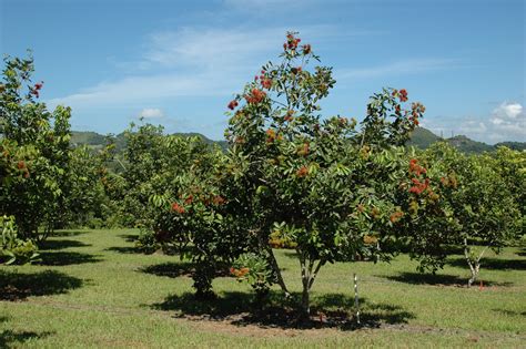 Rambutan Tree Fruit Plants Tropical Plants Fruit Trees