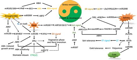 Figure 2 From Non Coding Rnas Fine Tune The Balance Between Plant