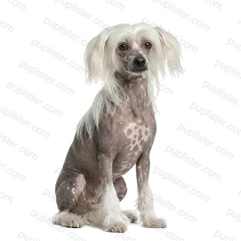 Chinese Crested — Temperament Size And Care Guide Puplister