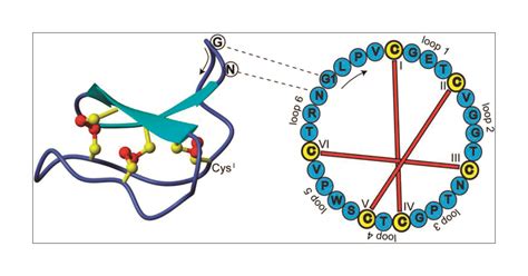 Isolation Sequencing And Structure−activity Relationships Of Cyclotides Journal Of Natural