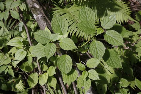 Japanese Helwingia Helwingia Japonica Flower Leaf Care Uses