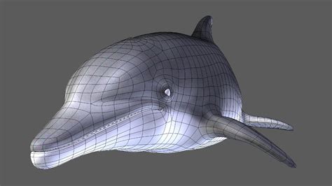 Bottlenose Dolphin 3d Model Version 2 00 Superhive Formerly Blender
