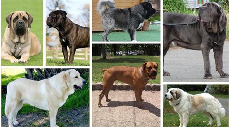 Diferentes Tipos De Perros