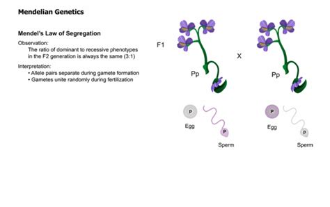 Geneticsintroduction