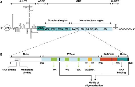 Jle Virologie 2c Protein Of Enterovirus Key Protein Of Viral Replication And Antiviral Target