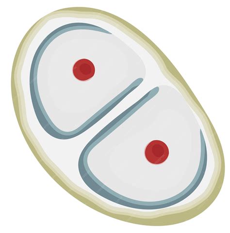 Premium Vector Chondrocyte Cell Illustration Isolated O White Background