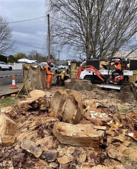 Tree Removal Wellington Leaves Trees