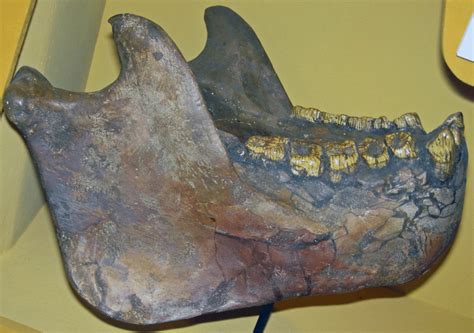The Extinct Giant Orangutan Gigantopithecus That Roamed Asia