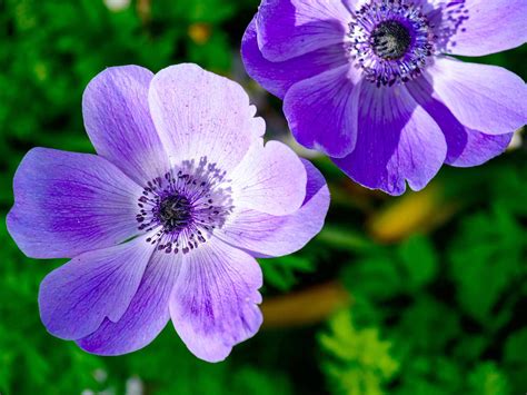 Caring For Anemone At Theresa Hanson Blog
