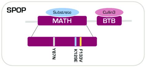 Illustration Of Spop Domains And Localization Of Prostate Download