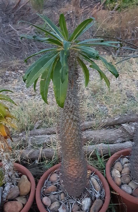 Pachypodium Lamerei 2018 08 [30 Cm Pot] This Plant Was Bou… Flickr
