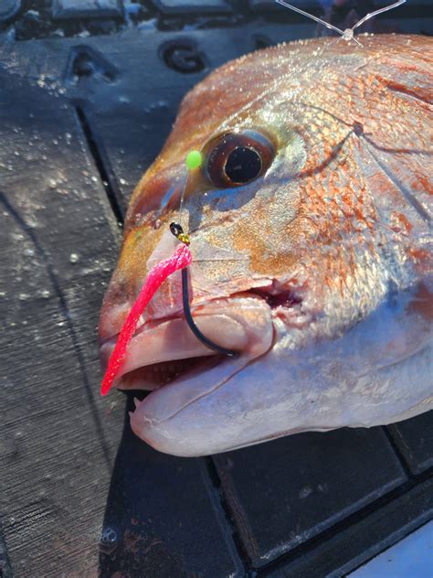 Hayabusa Snapper Flasher Rigs Hooked Up Magazine