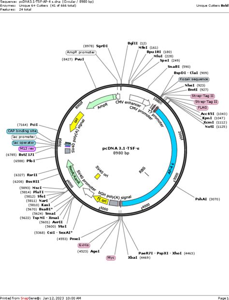 Addgene Pcdna 3 1 Tsf ε