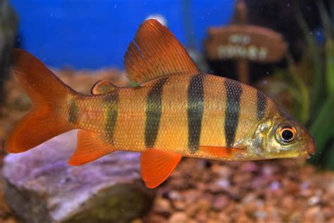 Distichodus Sexfasciatus