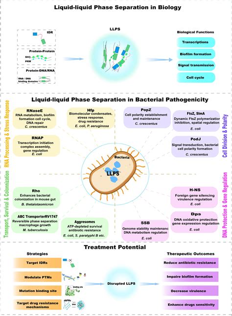 The Faseb Journal Biology And Biomedical Science Journal Wiley Online