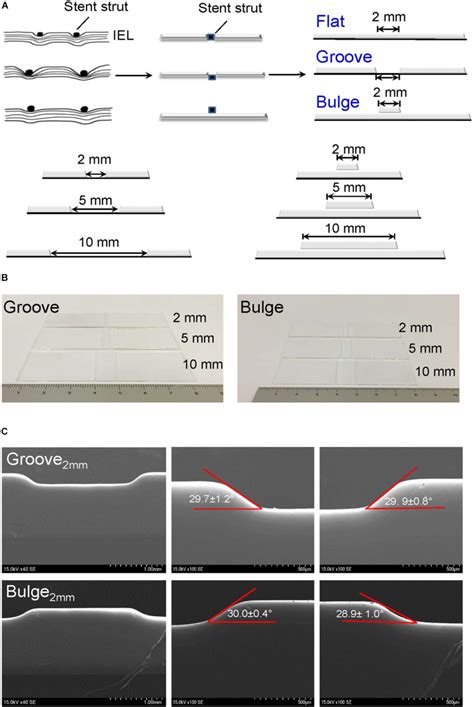 The Combined Contribution Of Vascular Endothelial Cell Migration And