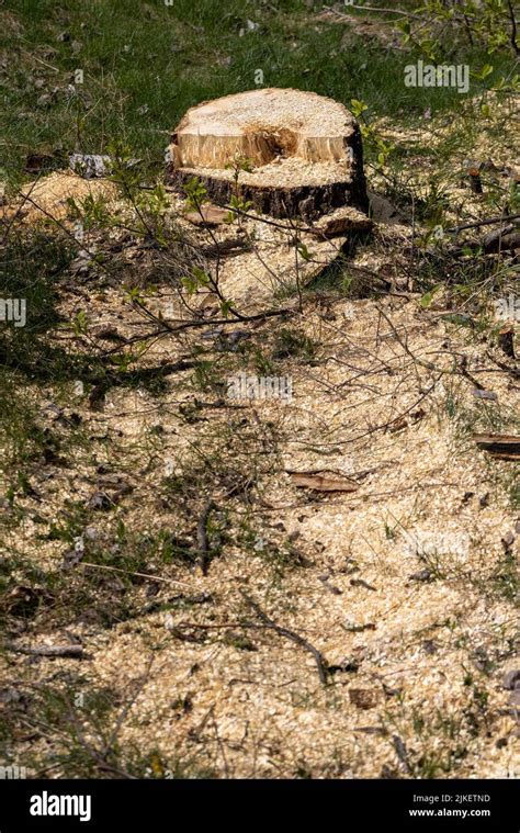 Stumps And Branches Left After Logging In The Forest Deforestation To Obtain Wood As A Building