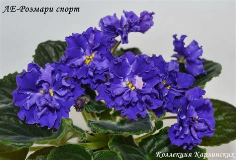 Фиалка ЛЕ-Розмари спорт