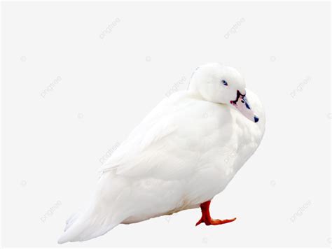 One Duck Quacking Webbed Eye Contact Feet Closeup European Png