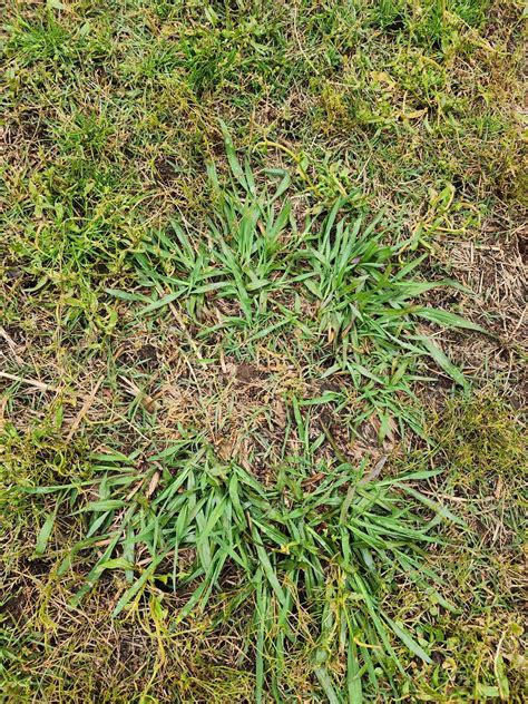Weed Identification Rlawncare