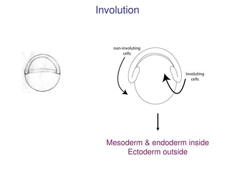 Ppt Gastrulation Powerpoint Presentation Free Download Id3374483