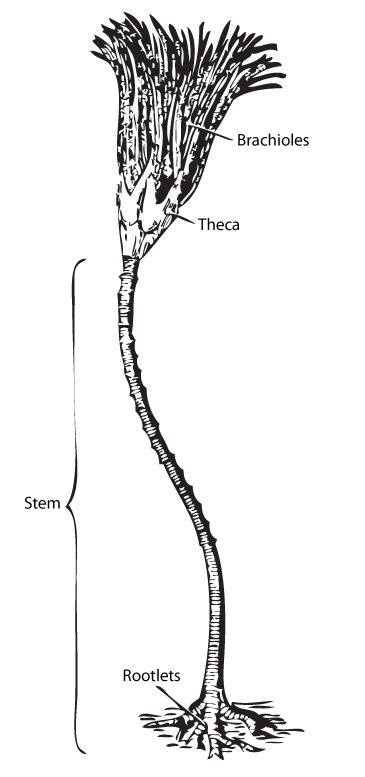 Fossil Focus Blastoids Palaeontology[online]