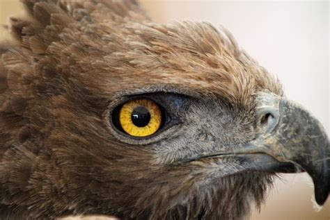Crowned Eagle Crown Eagle Bird