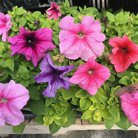 Daddy Mix Petunia Fedco Seeds