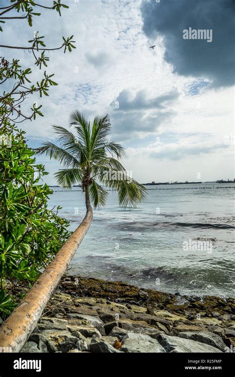 Tree On The Beach Stock Photo Alamy