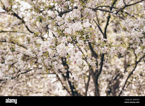 Blooming Sakura Tree Pink Flowers Natural Spring Background Stock Photo Alamy