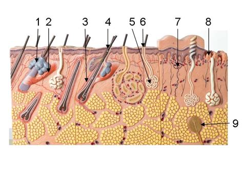 Accessory Structures Of The Integument Diagram Quizlet