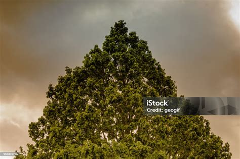 우울 하 고 위협 하늘 앞 나무 꼭대기에 의해 형성 된 삼각형의 추상 이미지 경외감에 대한 스톡 사진 및 기타 이미지 경외감